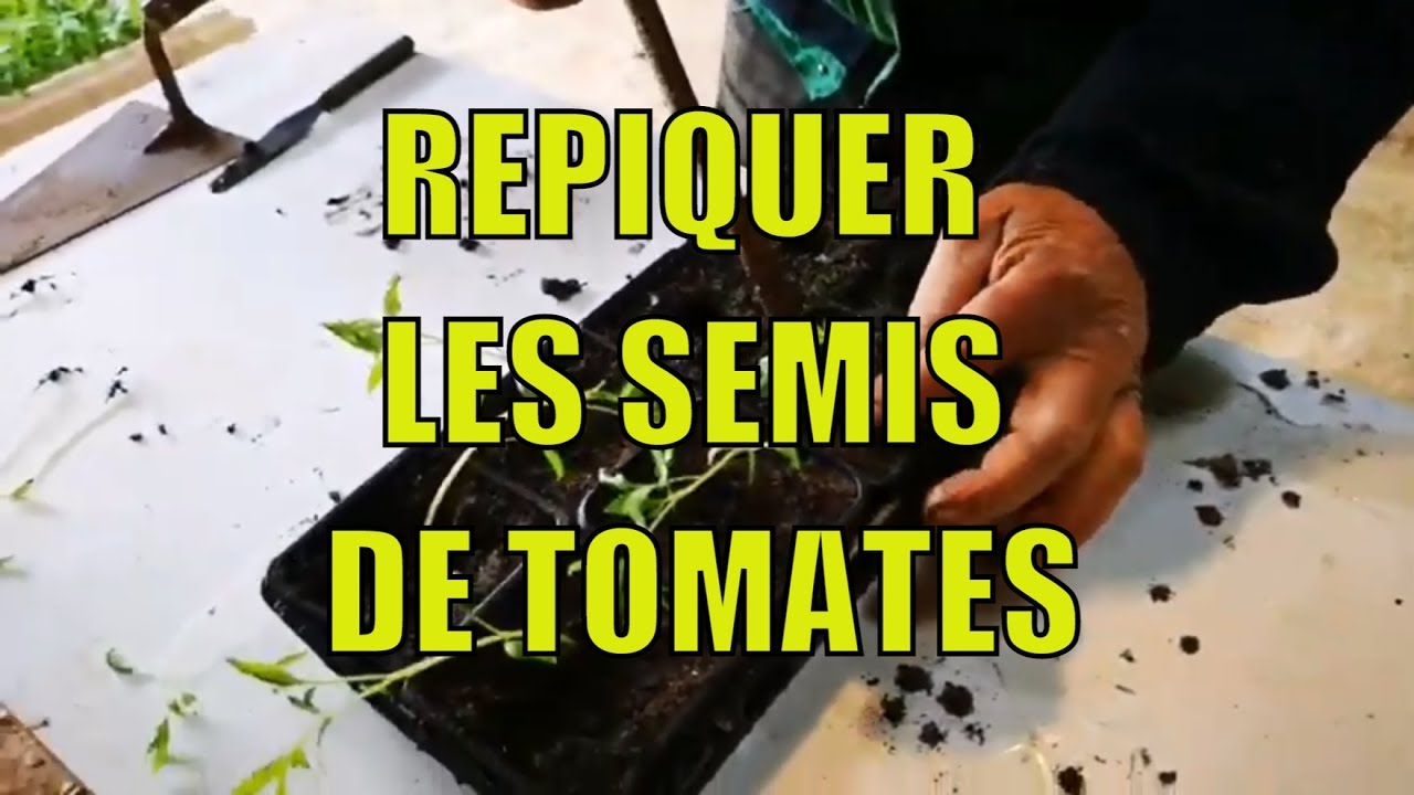 Repiquer Ses Semis de Tomates Facilement