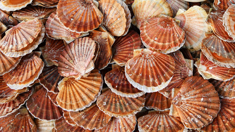What Are Scallops And What Do They Taste Like?
