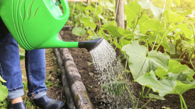 How Often Should You Really Be Watering These 5 Common Vegetables In ...