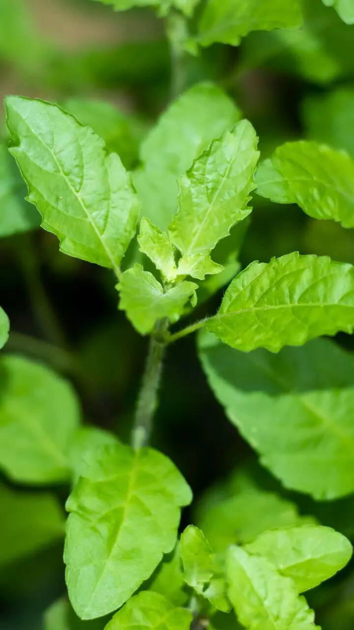 7 Sacred plants in Indian culture