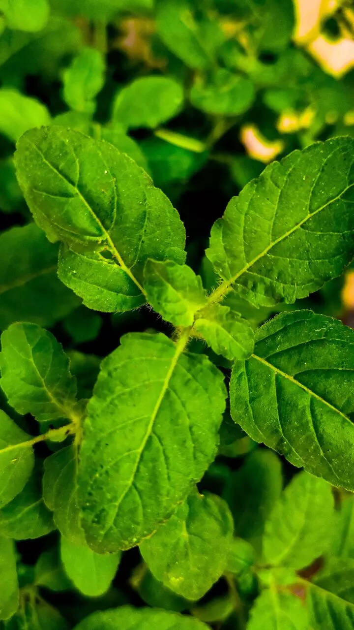 7 Sacred plants in Indian culture