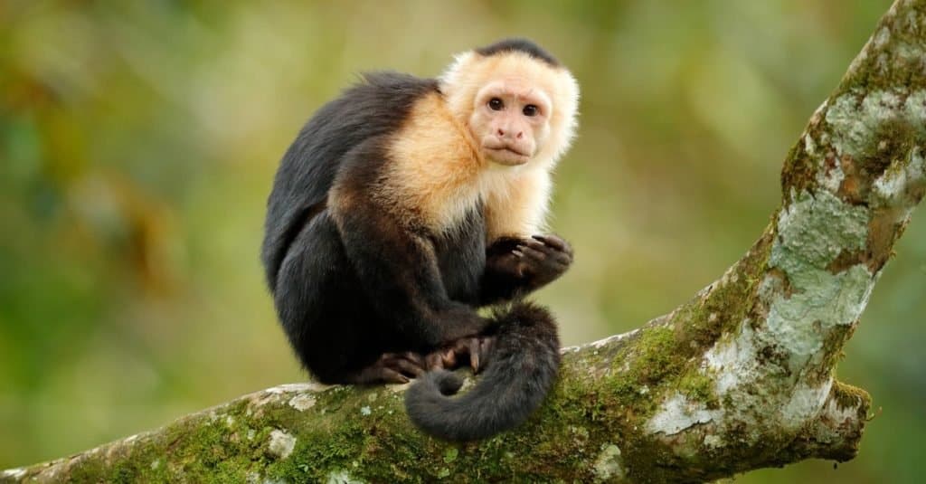 Old World vs. New World Monkeys: 7 Key Differences