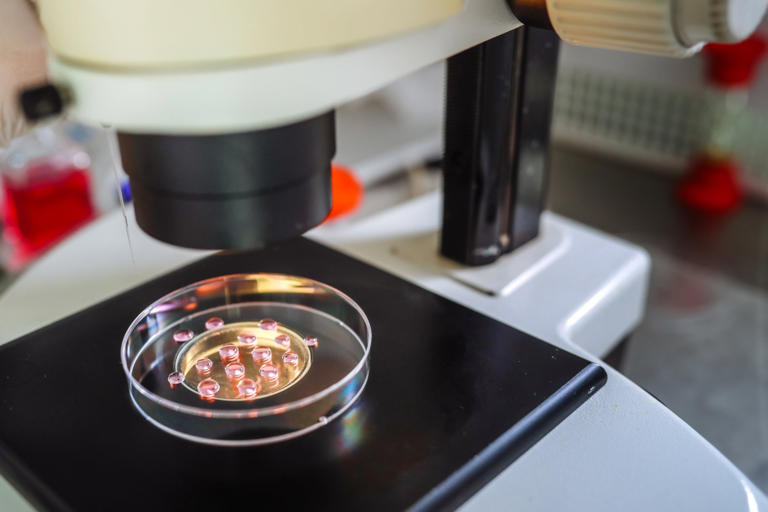 Three-parent babies born in the UK using IVF technique