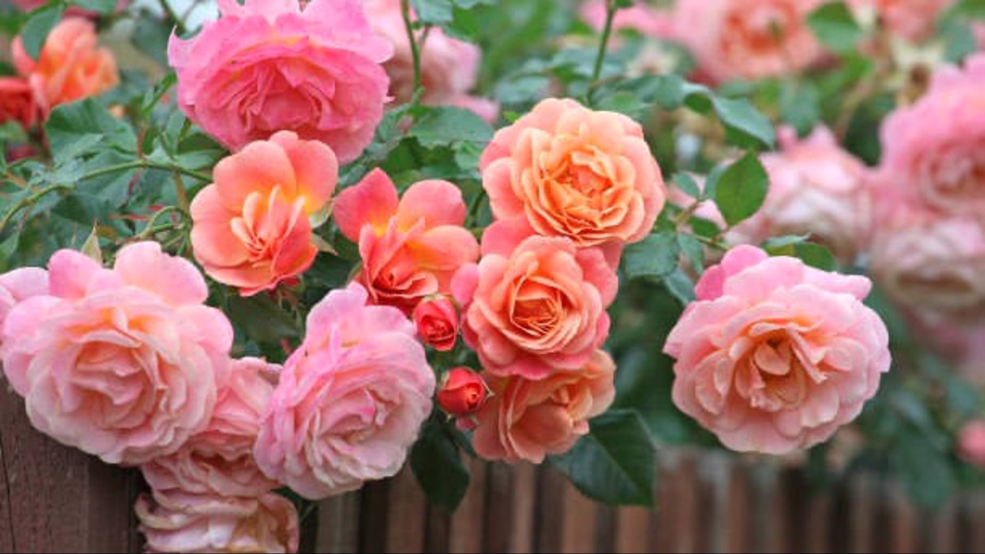 Come mantenere i fiori freschi: i 5 fiori da potare subito