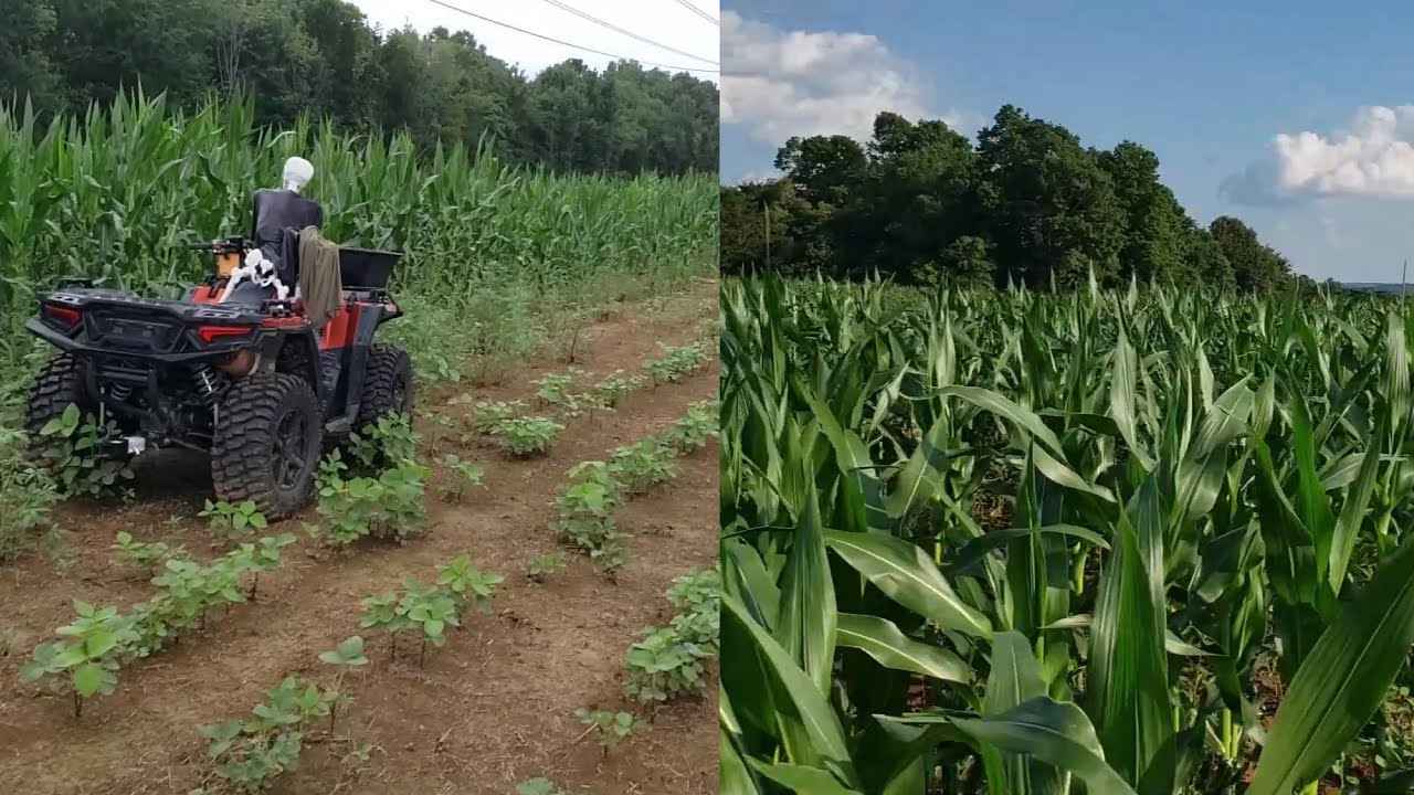 Corn and Soybean Food Plot — Fighting Critters on Our Illinois Farm