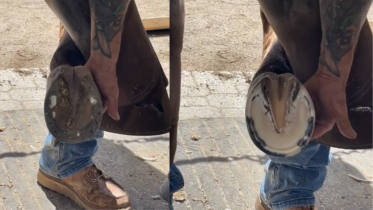 Satisfying Farrier Work — Hoof Care That Calms the Mind