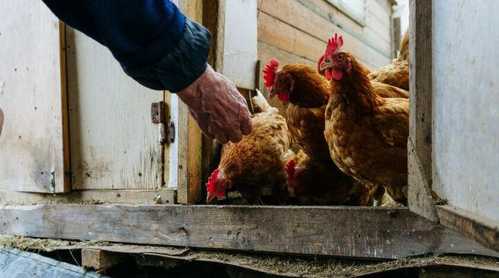 These 5 Farm Animals Make Great Pets