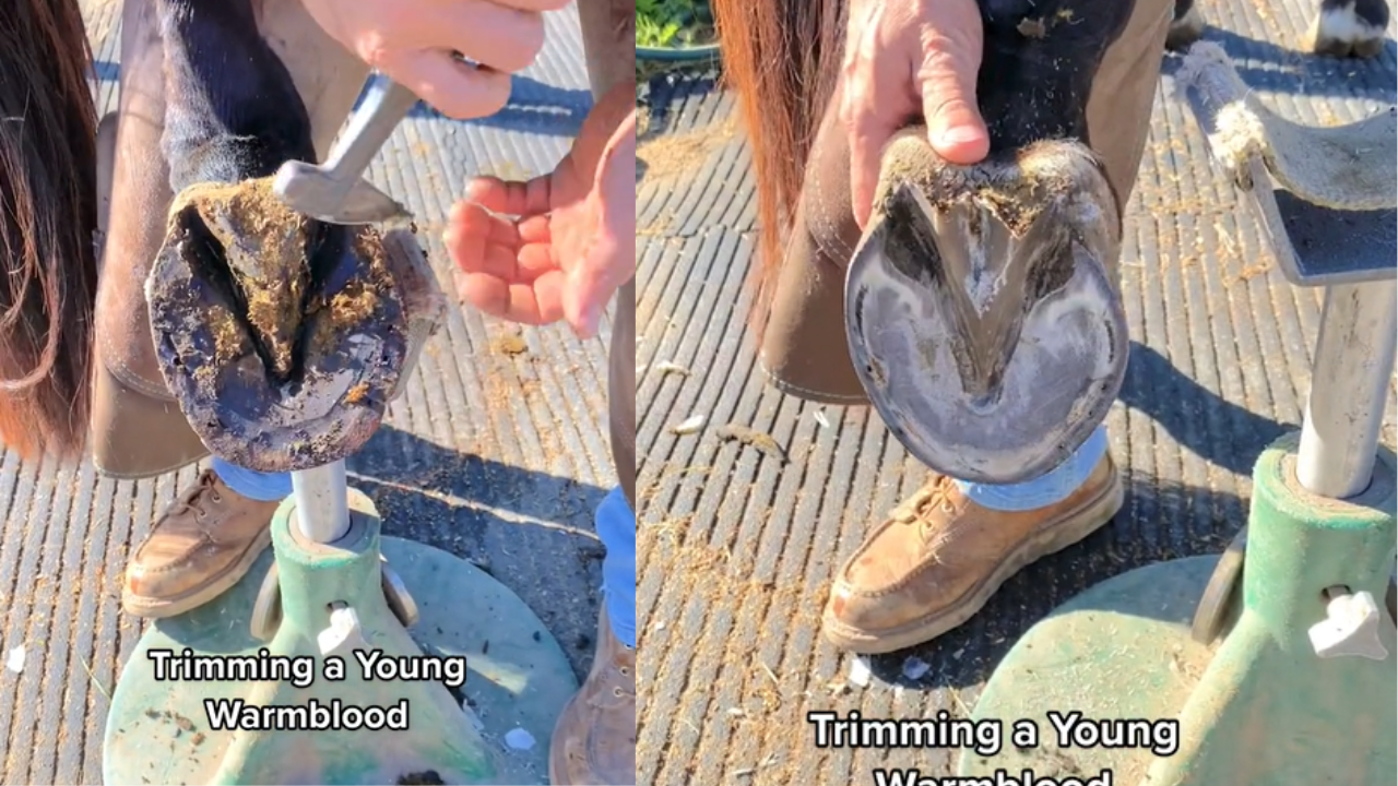 Oddly Satisfying Farrier Hoof Trim — Pure Hoof Care ASMR