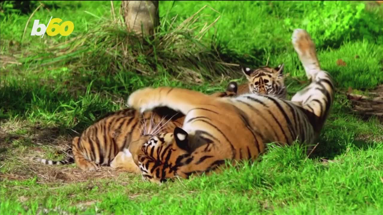 This Tiny Tiger Trio Is Being Introduced To The Internet!!