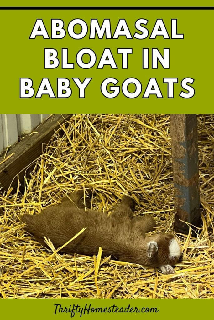 Abomasal Bloat in Baby Goats: Causes, Symptoms, and Prevention