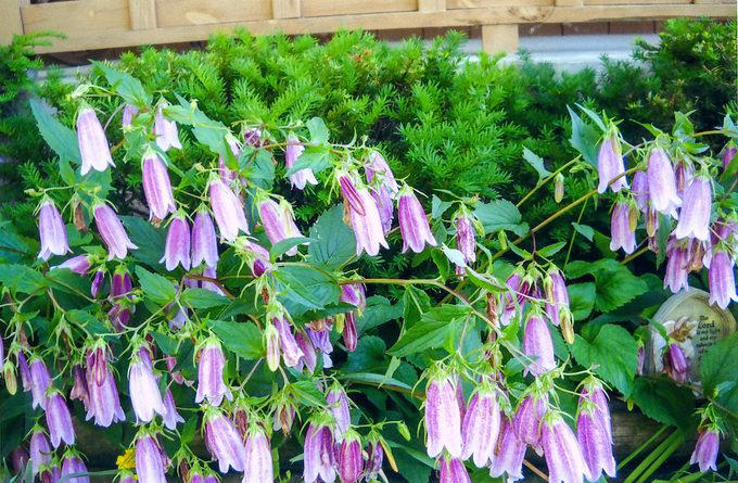 Remove invasive creeping bellflower from your yard