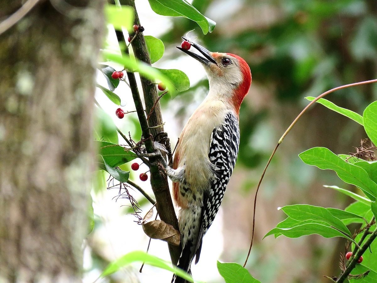 Bird Landscaping: Grow a Garden to Help Backyard Birds