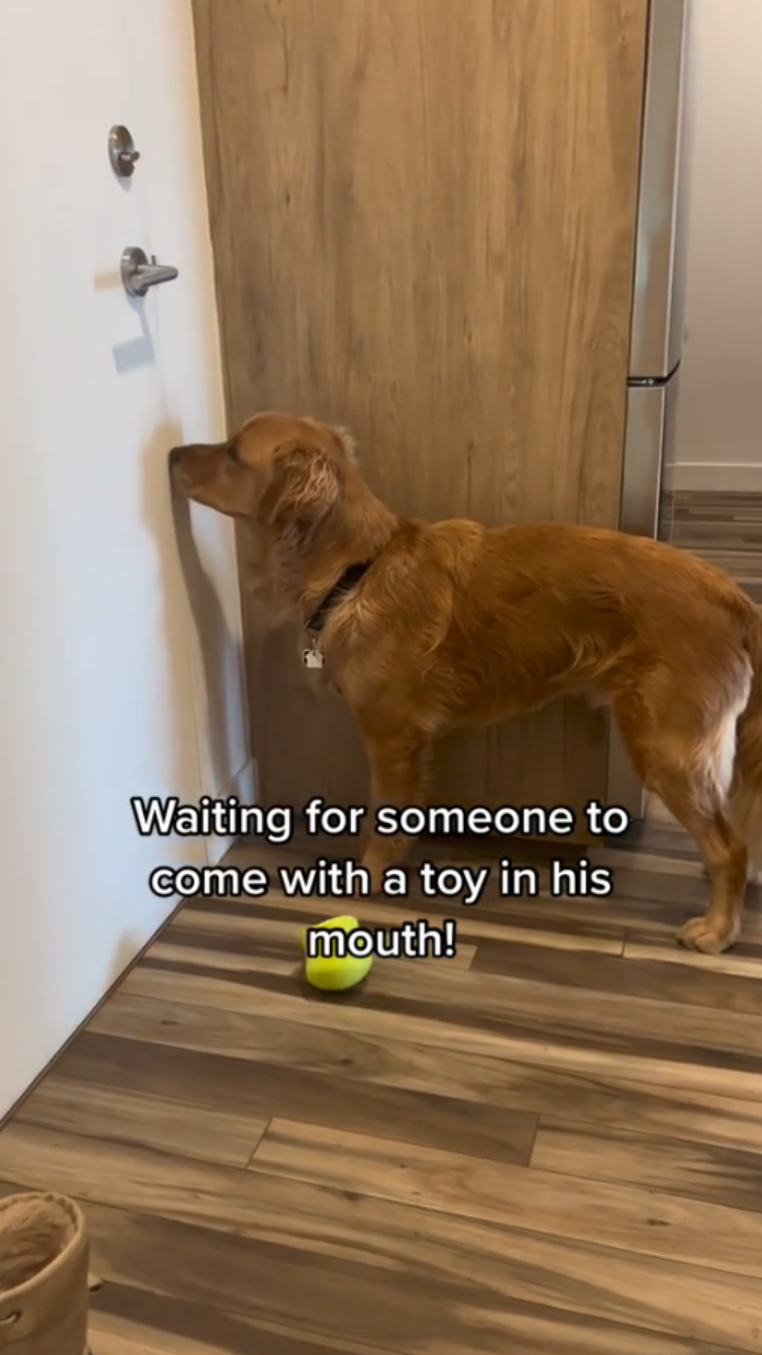Proof That Dogs Watch Your Every Move