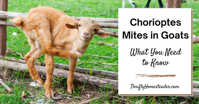 Chorioptes mites in goats: What you need to know