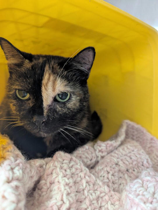 Three cats abandoned outside of Richmond Animal League up for adoption