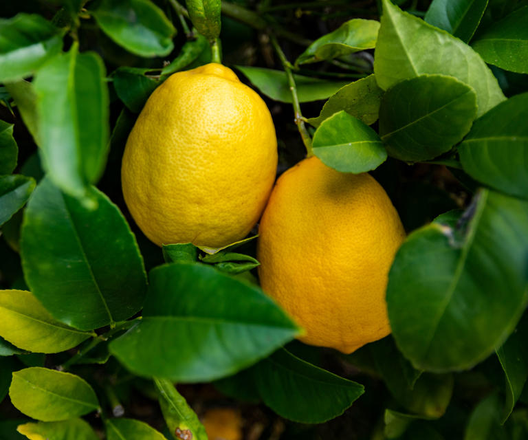 9 of the best fruit trees to grow in pots for healthy harvests in small ...