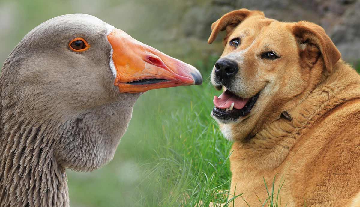 What is a Dewlap? Understanding its Surprising Purpose