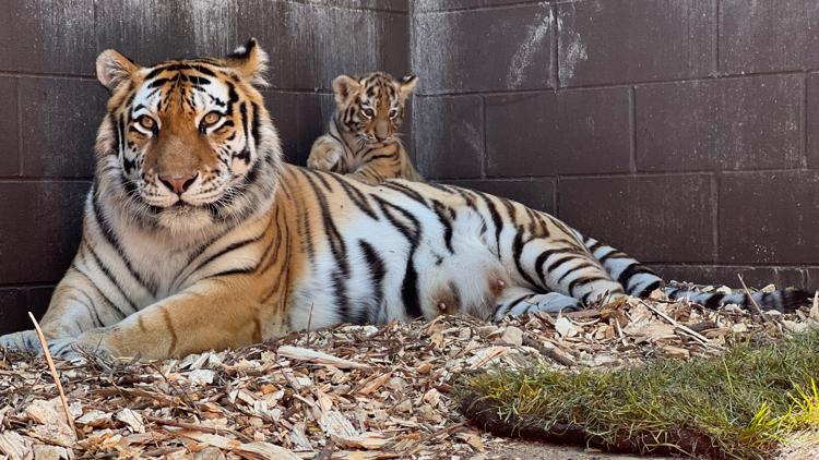 Red pandas and high trails: Minnesota Zoo's latest summer attractions