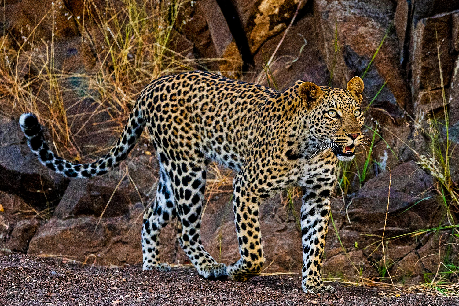 World’s Oldest Climate Fund Targets Wildlife Bonds for Every Country in ...