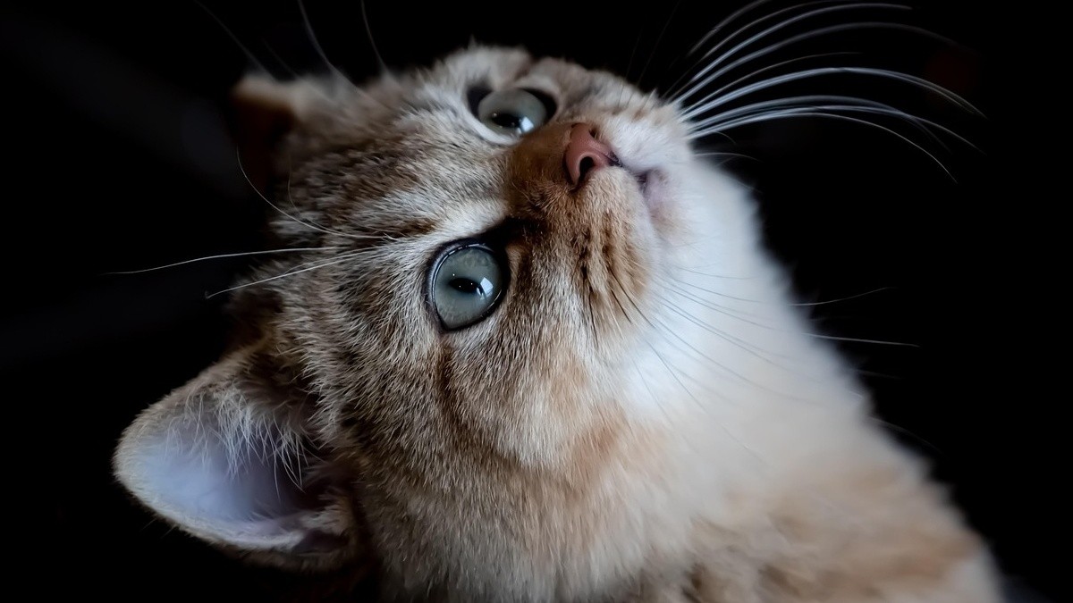 8 emotional changes cats experience as they age