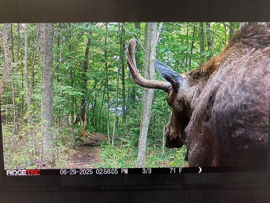 Tupper Lake forest trail reopens following sick moose presence