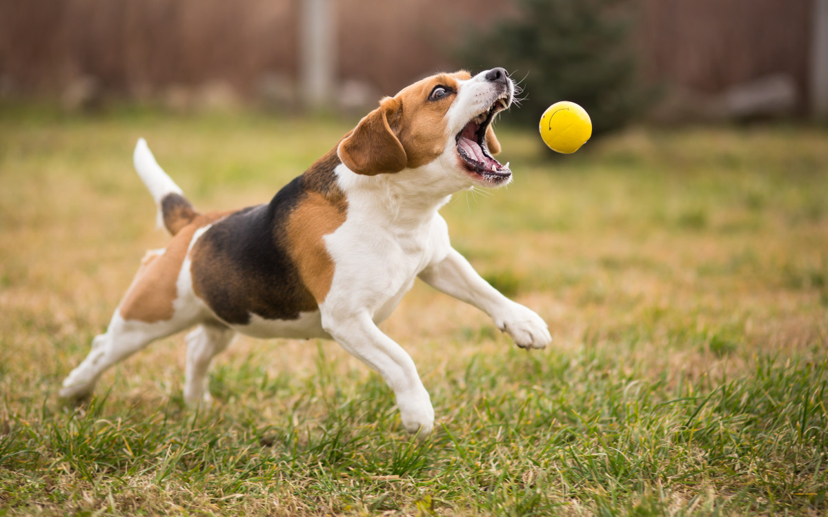 Dog parents are loving this budget-friendly fetch toy
