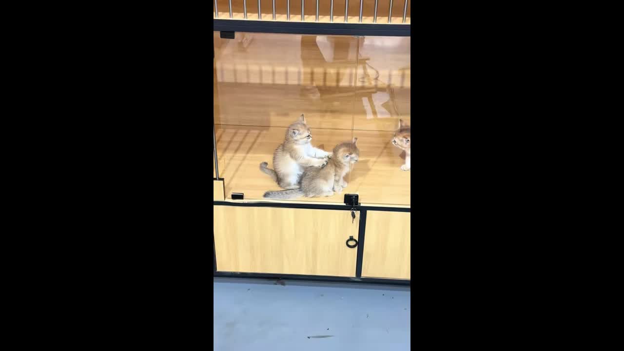 Kitten gives adorable back massage to friend in Shaanxi, China