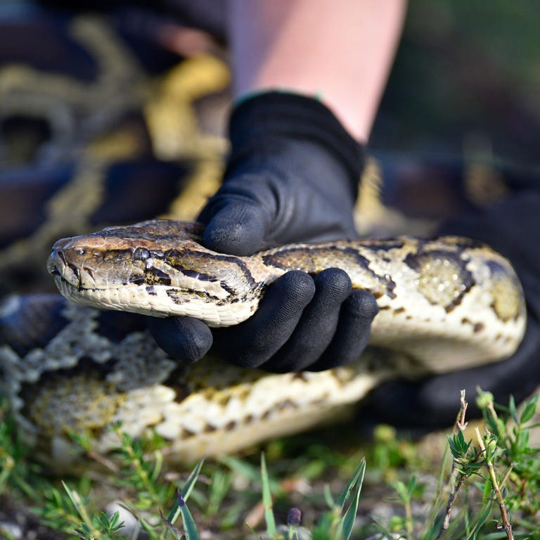 Alligator Alcatraz detention center in Florida: How many pythons are in ...