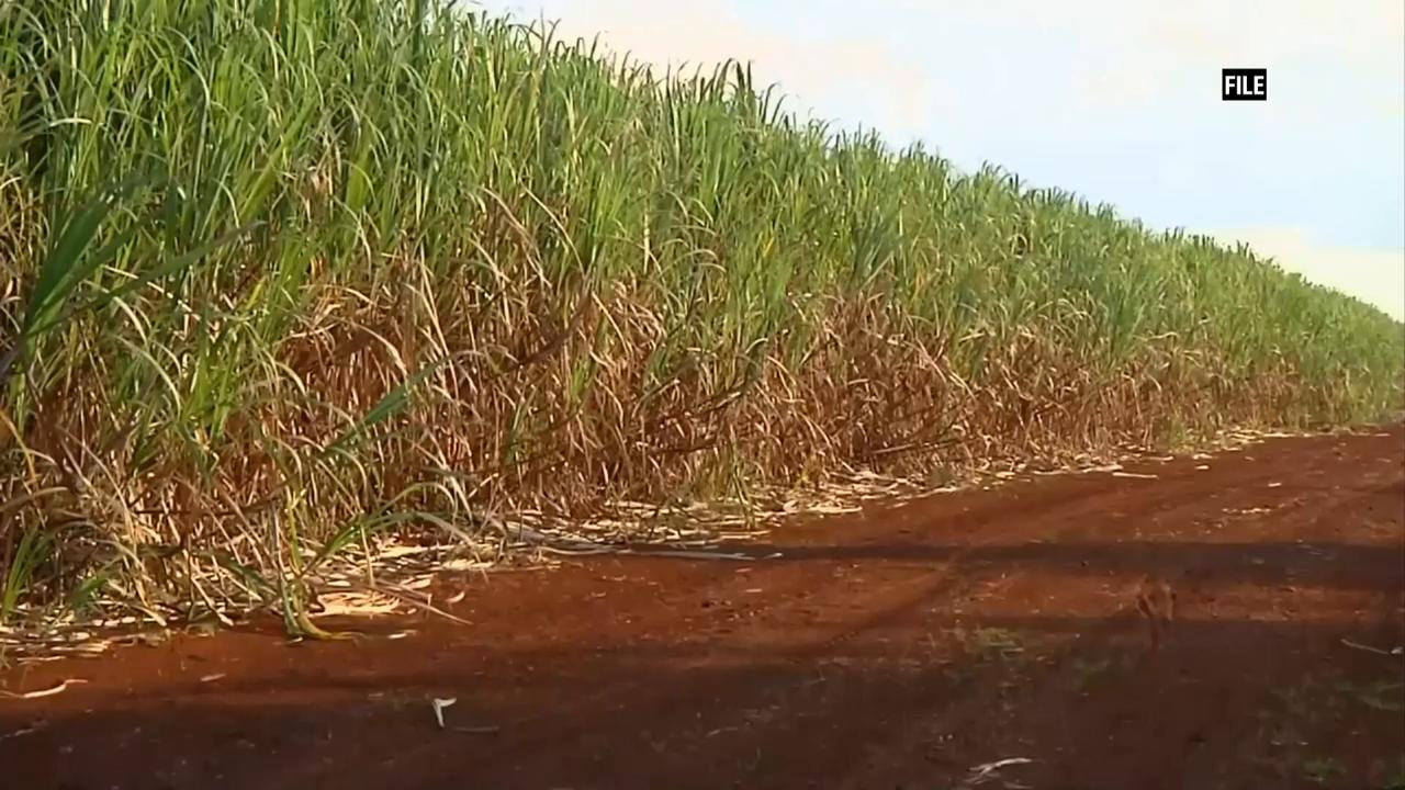 Sugar cane vs corn syrup in Coca-Cola