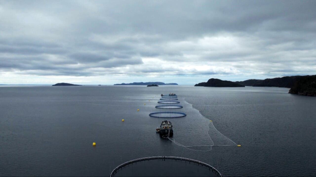 Grieg Seafood’s N.L. operations sold to global salmon farming company