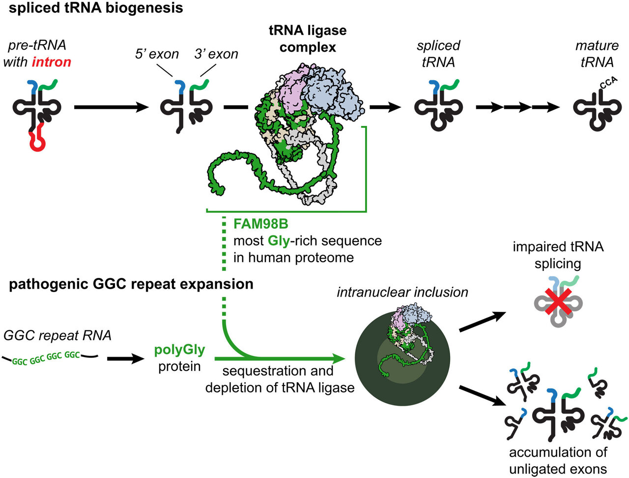 Q&A: Researcher discusses the unexpected role of protein aggregates in ...