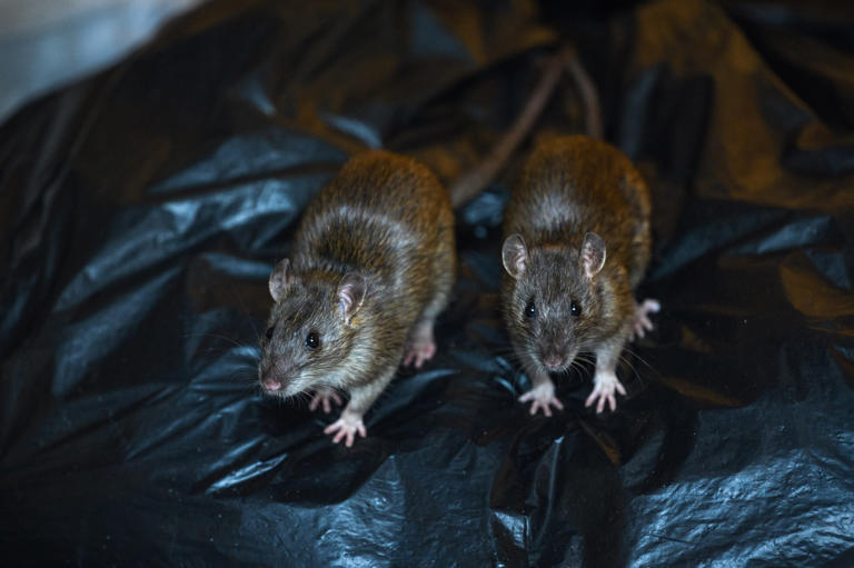 Rat problems have residents up in arms, as City Council plans hearing