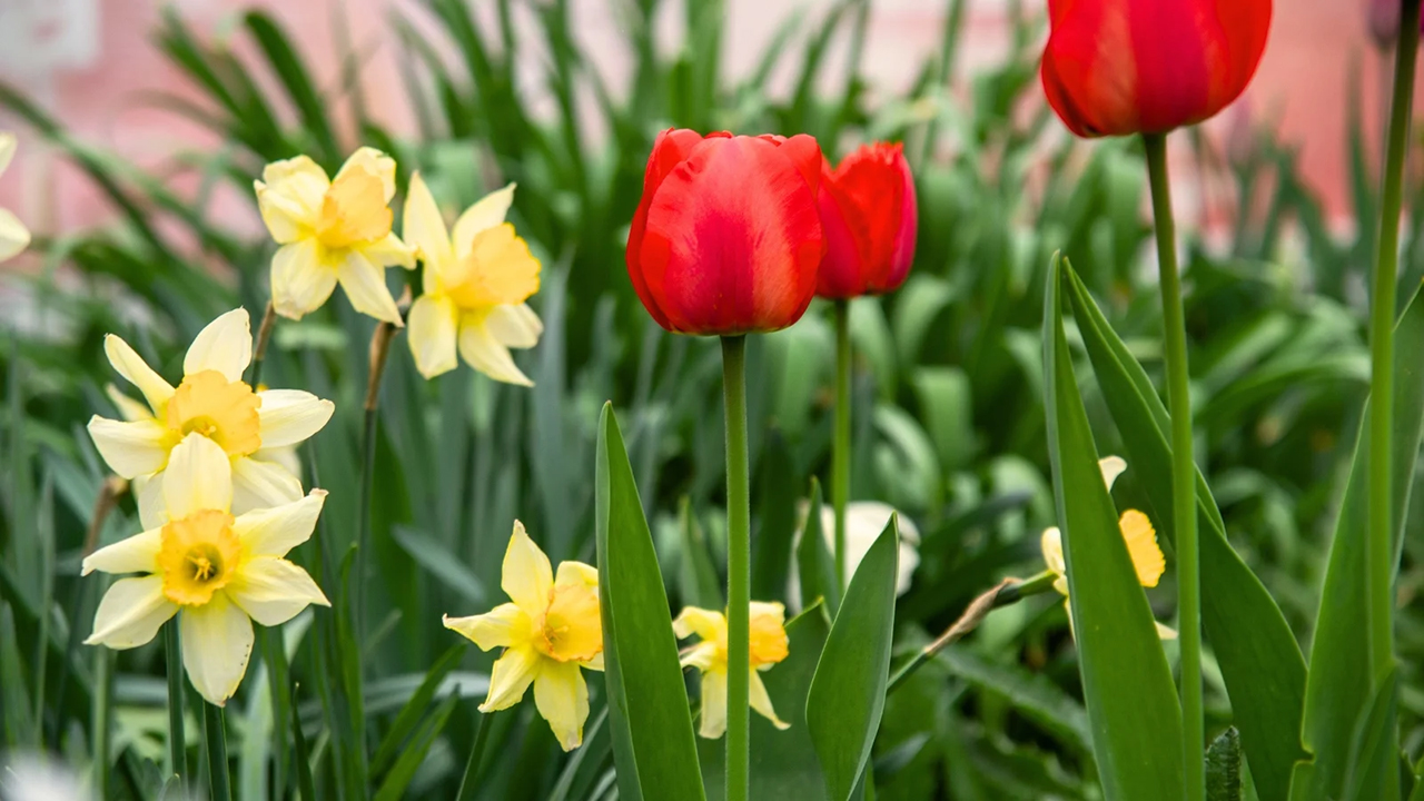 9 Reasons Why You Should Be Growing Tulips And Daffodils Together