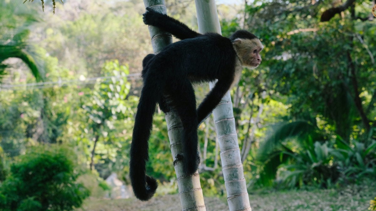 Pourquoi n'avons-nous pas une queue comme la plupart des autres mammifères?