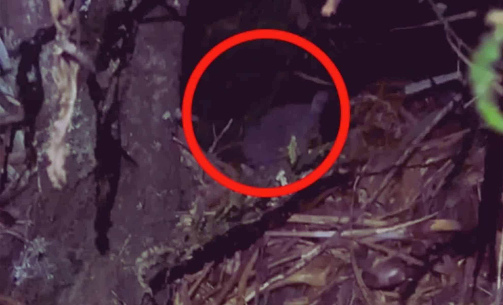 Lost Species Reemerges After Almost Half a Century in the Wilderness ...