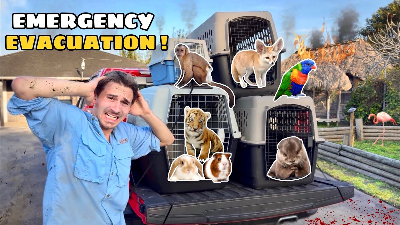 Evacuating my zoo from burning down! 🔥