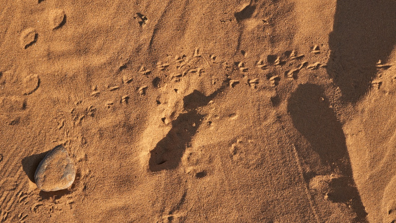 Why Mars colonies may already exist