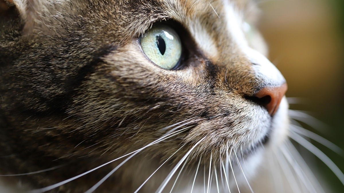 10 signs your cat only relaxes with you (and no one else)
