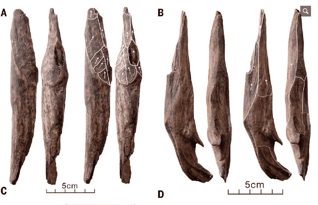 Not Just Hunters: Wooden Tools Unearth the Sophisticated, Plant-Eating ...