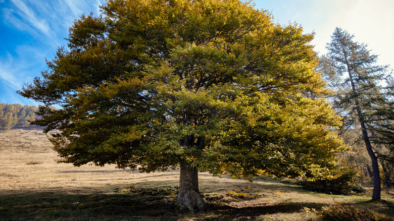 Here's How Long It Takes These 14 Popular Trees To Grow