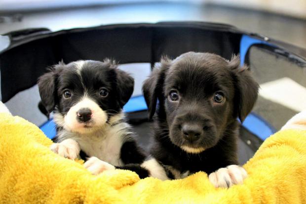 Charity calling for Welsh puppies to assist with their new dog ...