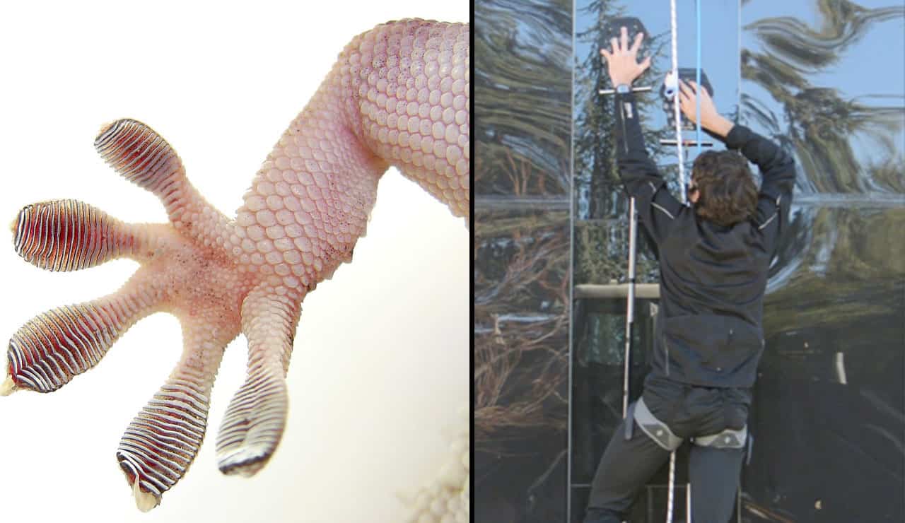 Bio-Inspired Brilliance: 15 Times Nature Helped Humans Build Better ...