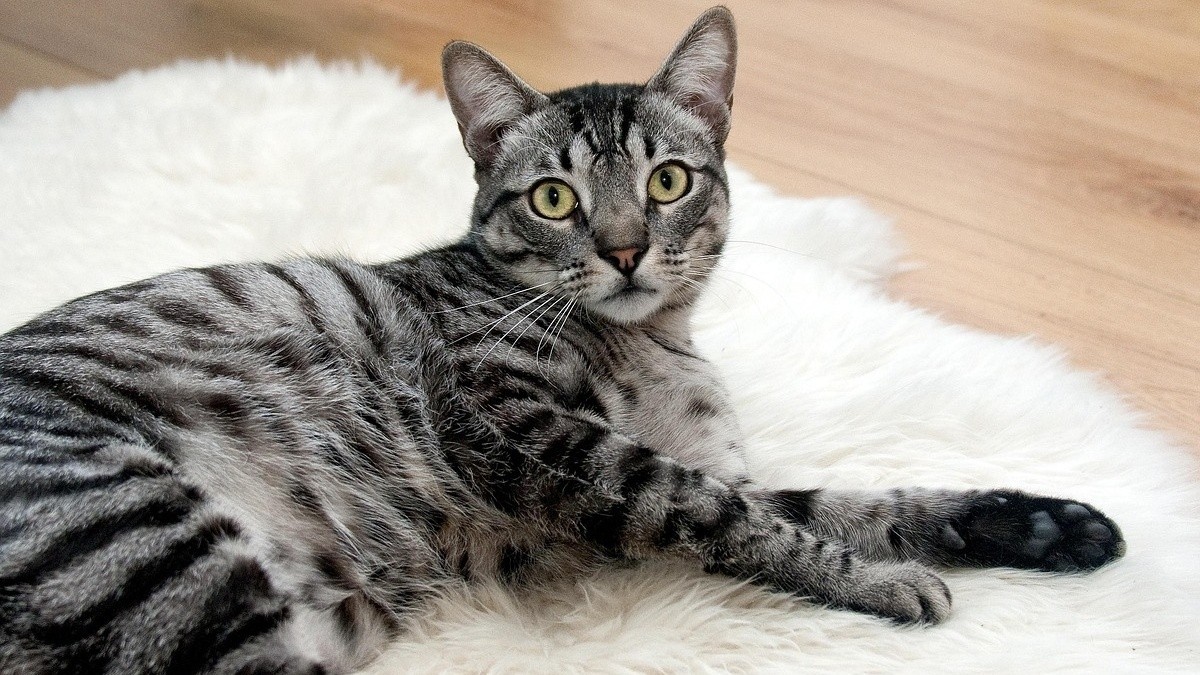 Make your cat happier with these 10 science-backed activities