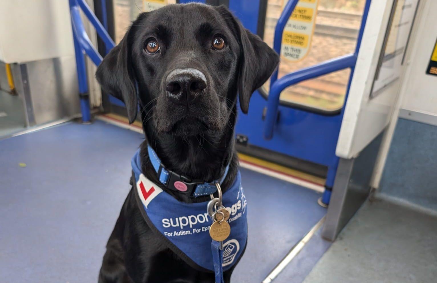 Volunteers needed as Sally starts Support Dogs’ ‘big school’