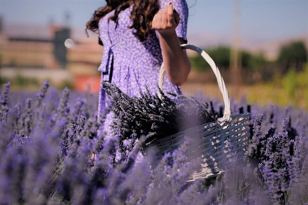 12 Beautiful Meanings Of Lavender