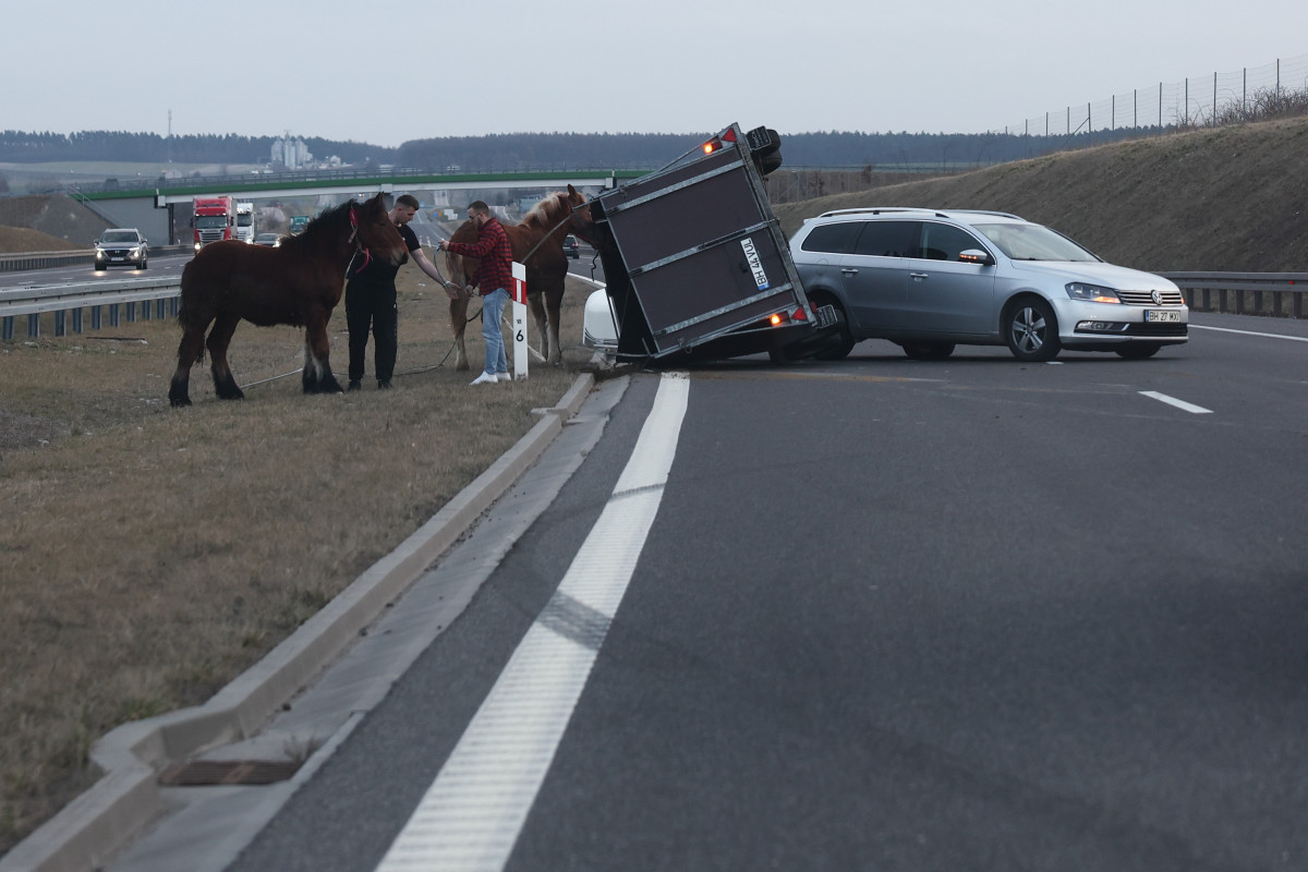 Horse Dead In 'Horrific' 5-Car Accident On Thursday