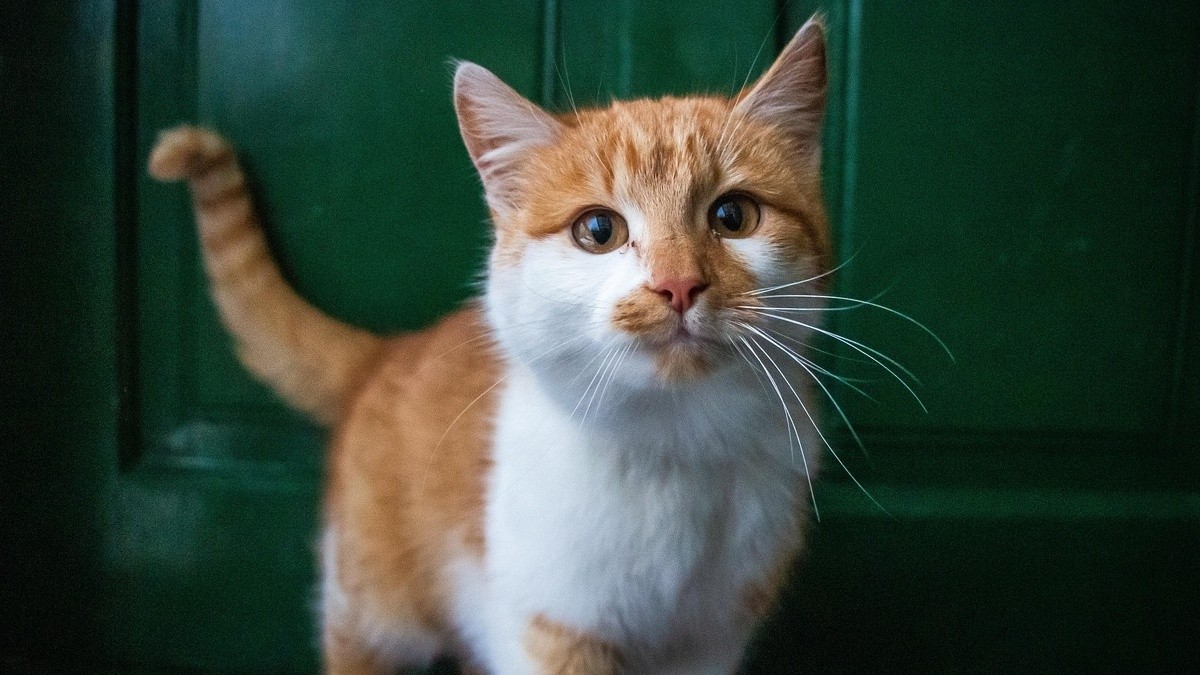 These are the 10 changes your cat will go through during adolescence