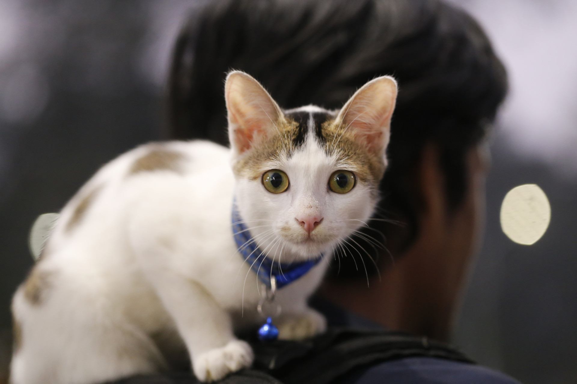 Countries with the largest cat populations