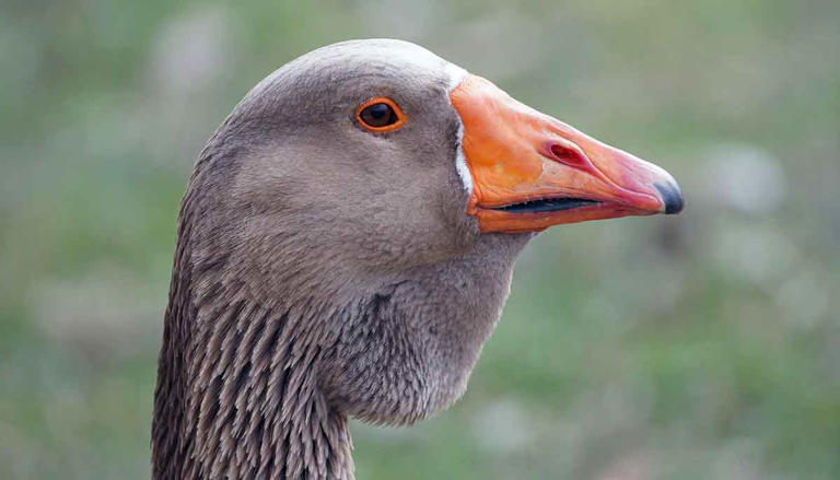 What is a Dewlap? Understanding its Surprising Purpose