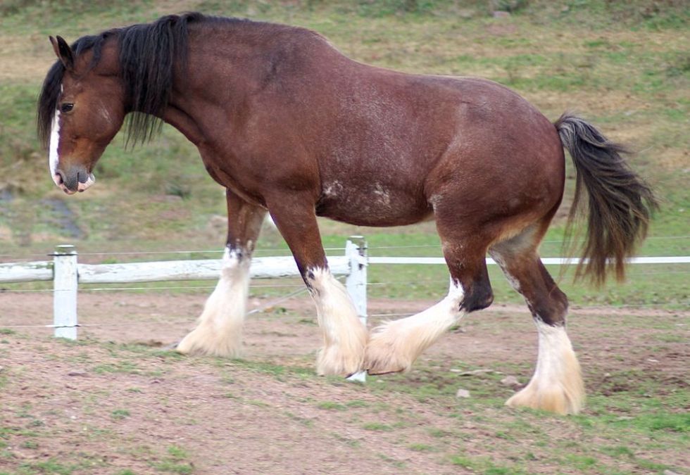 13 Horse Breeds Famous for Their Massive Size and Strength